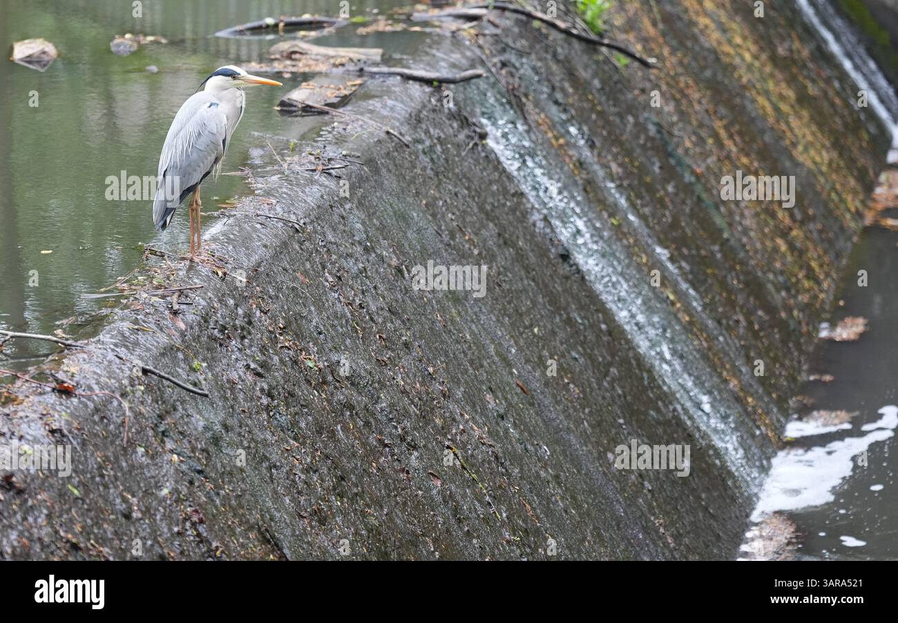 Hamburg, Germany. 17th Apr, 2025. A gray heron stands on a weir at ...