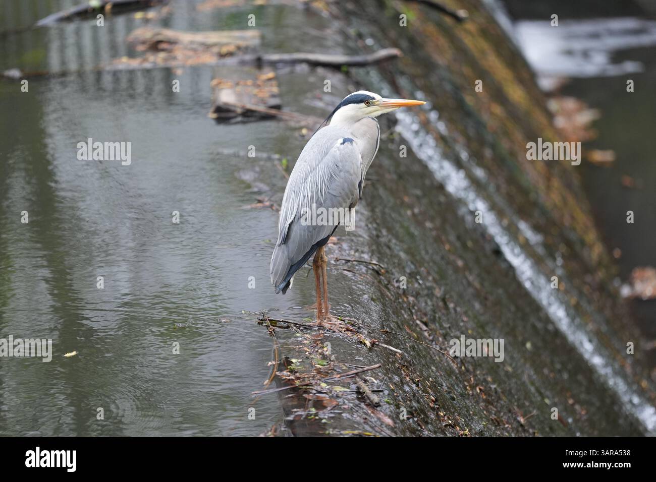 Hamburg, Germany. 17th Apr, 2025. A gray heron stands on a weir at ...