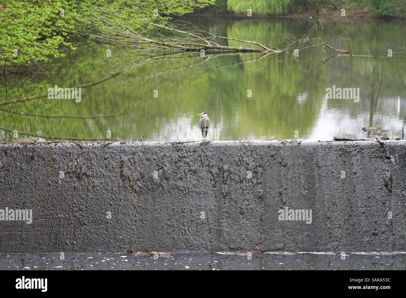 Hamburg, Germany. 17th Apr, 2025. A gray heron stands on a weir at ...