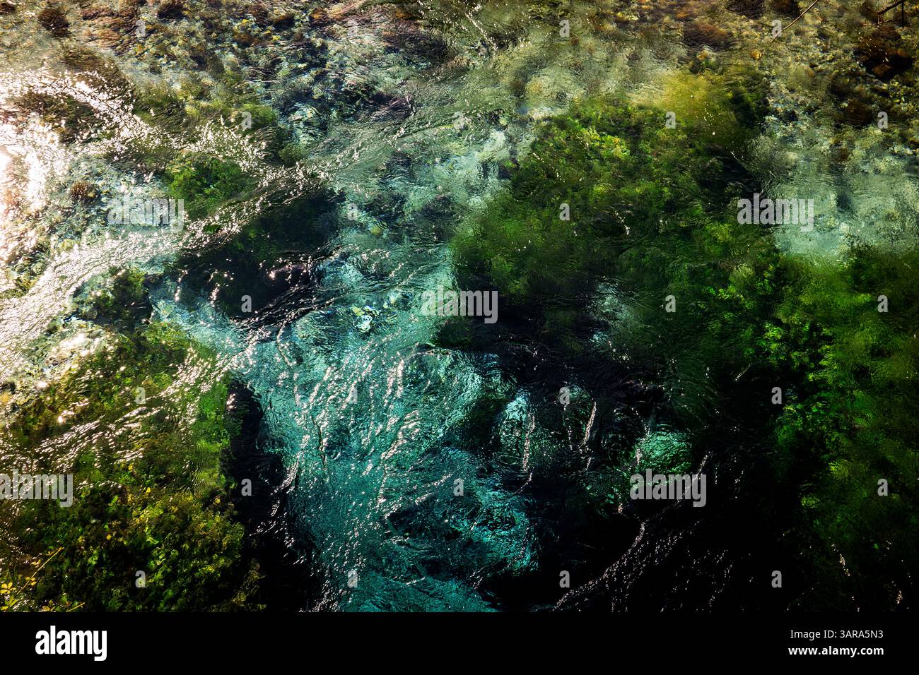 Aerial view of clear water with vibrant green algae and rocky bottom ...