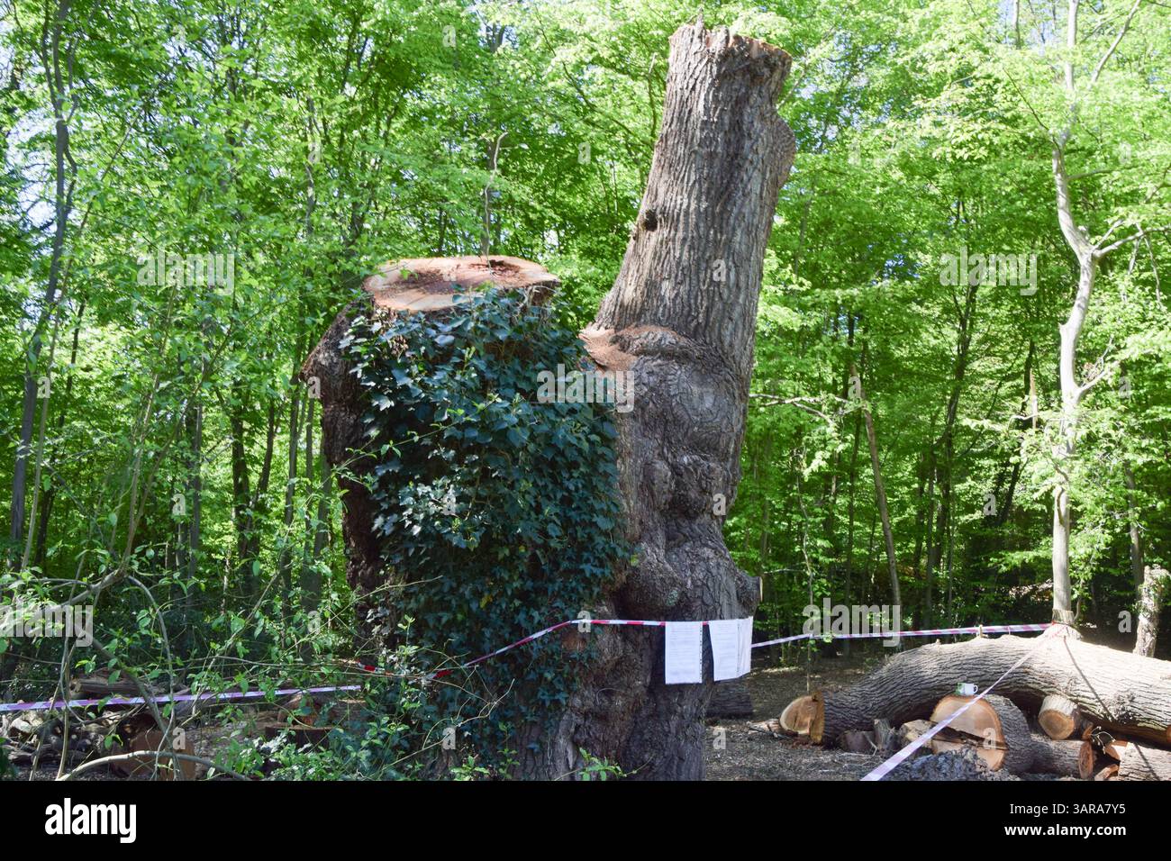 London, UK. 17th April 2025. Remains of the ancient oak tree in ...