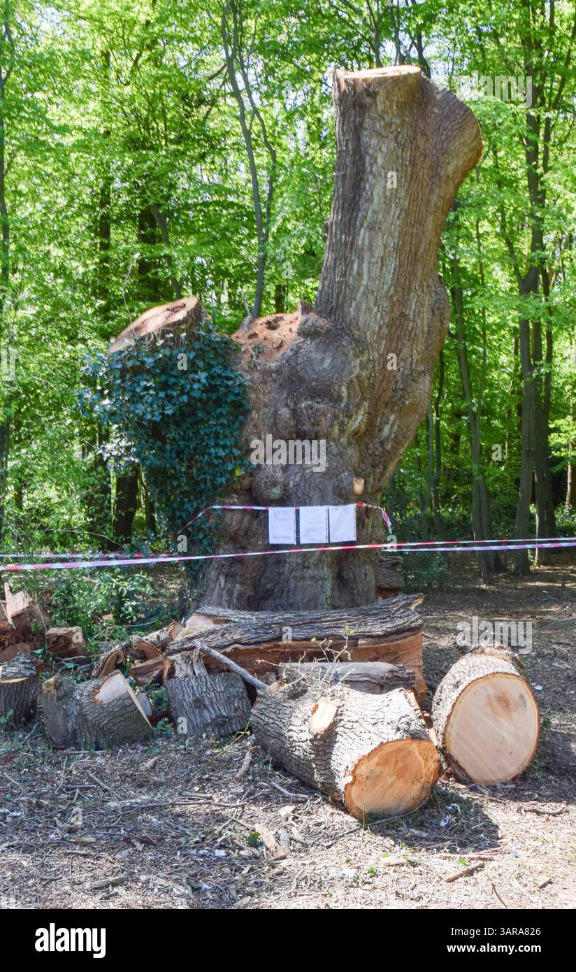 London, UK. 17th April 2025. Remains of the ancient oak tree in ...