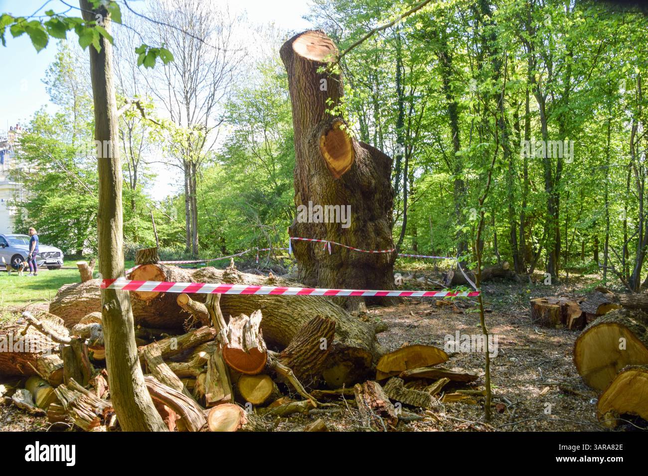 London, UK. 17th April 2025. Remains of the ancient oak tree in ...