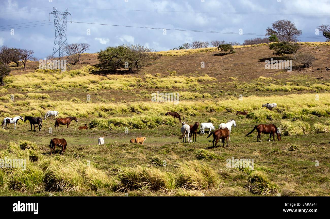 animals in field, Costa Rica Stock Photo - Alamy