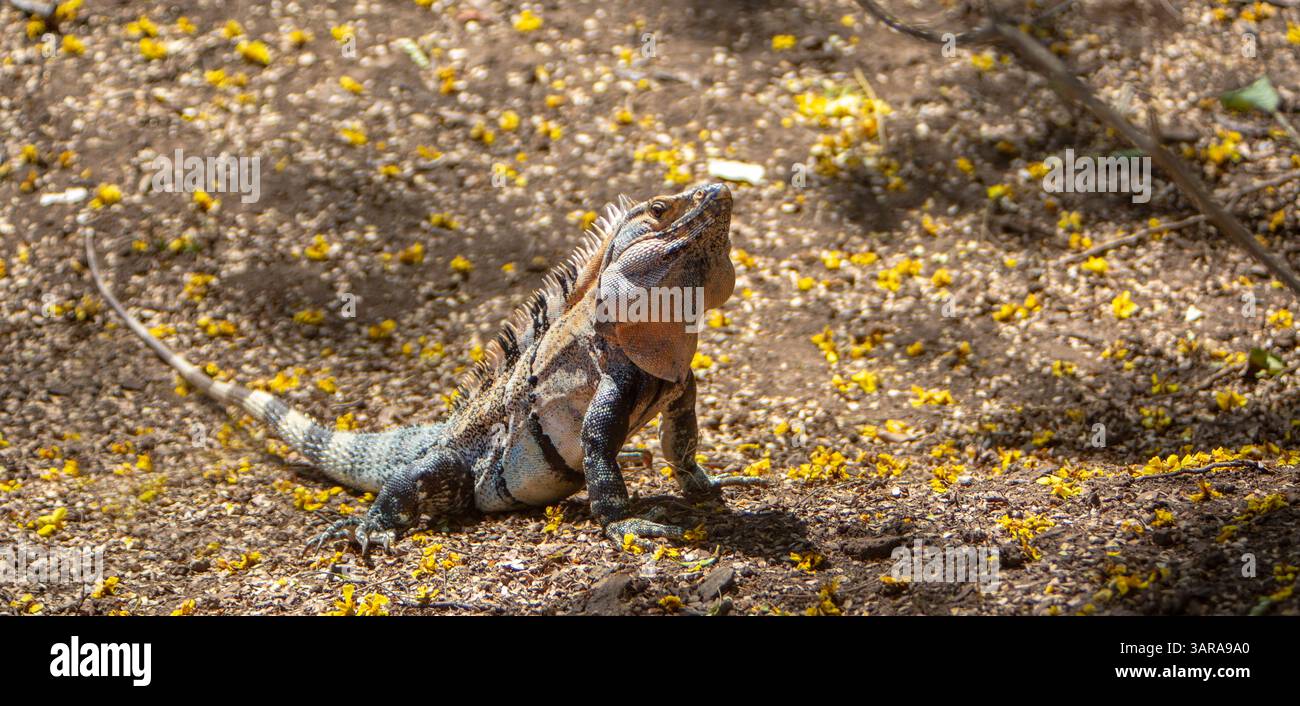 Black Spiny-Tailed Iguana, Black Iguana, Black Ctenosaur, Ctenosaura ...
