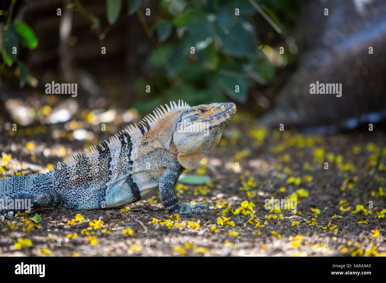 Black Spiny-Tailed Iguana, Black Iguana, Black Ctenosaur, Ctenosaura ...