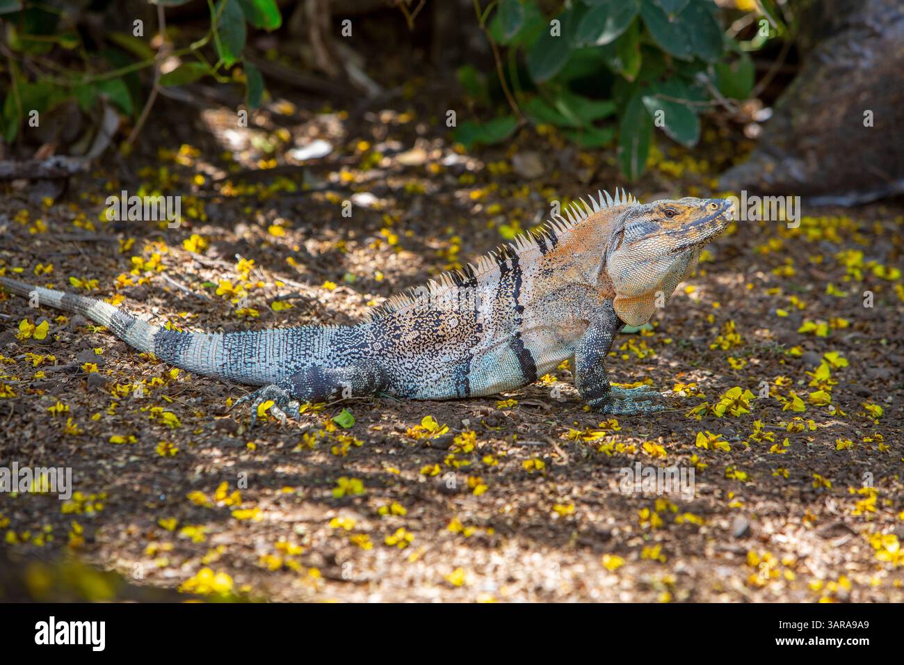 Black Spiny-Tailed Iguana, Black Iguana, Black Ctenosaur, Ctenosaura ...
