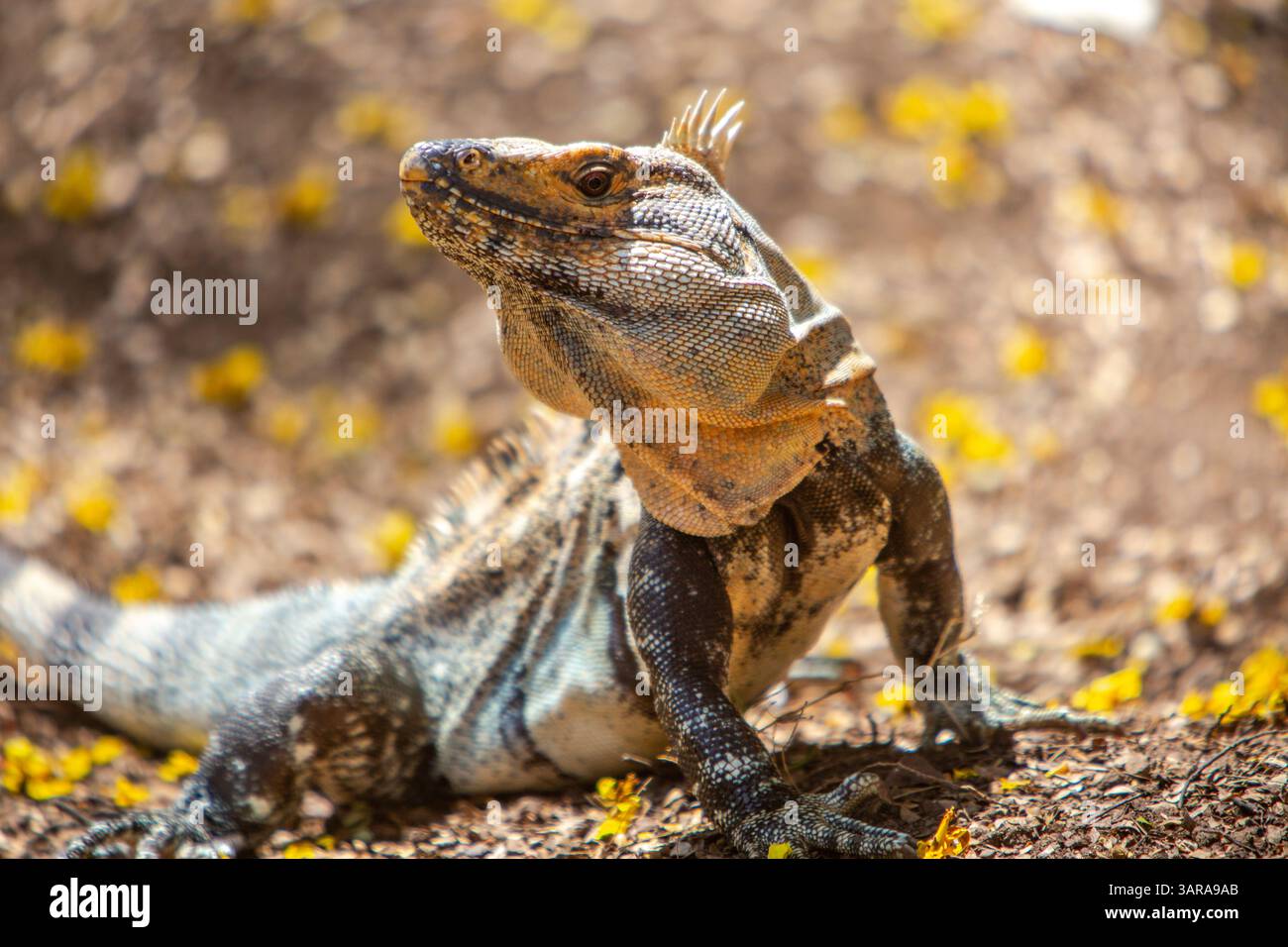 Black Spiny-Tailed Iguana, Black Iguana, Black Ctenosaur, Ctenosaura ...