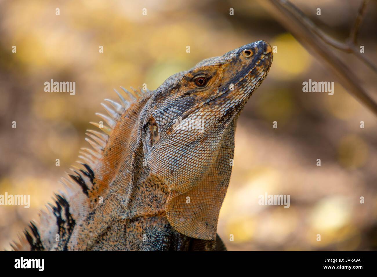 Black Spiny-Tailed Iguana, Black Iguana, Black Ctenosaur, Ctenosaura ...