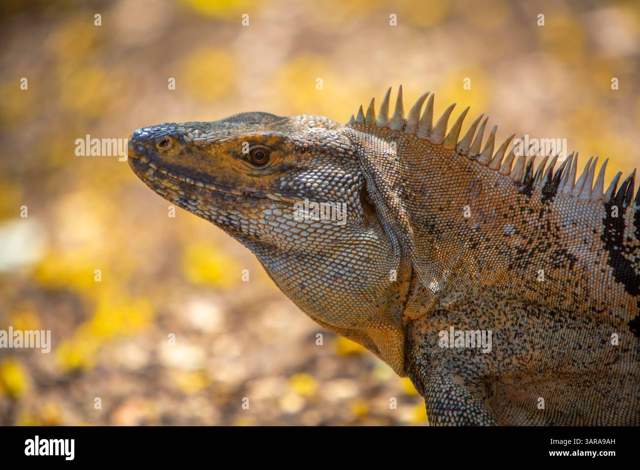Black Spiny-Tailed Iguana, Black Iguana, Black Ctenosaur, Ctenosaura ...
