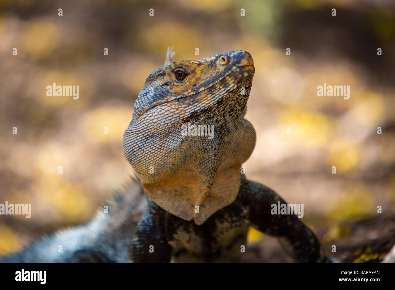 Black Spiny-Tailed Iguana, Black Iguana, Black Ctenosaur, Ctenosaura ...