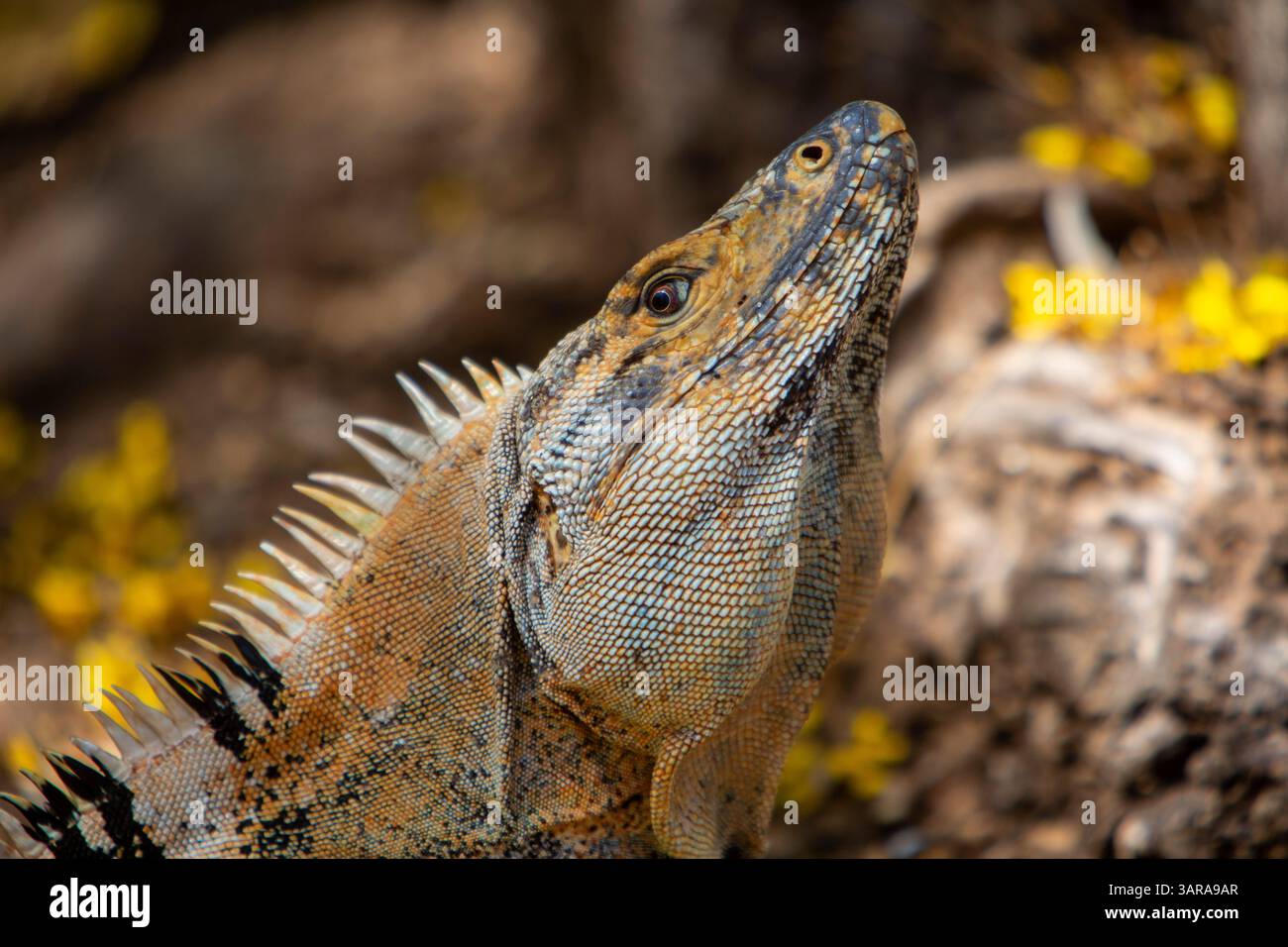 Black Spiny-Tailed Iguana, Black Iguana, Black Ctenosaur, Ctenosaura ...