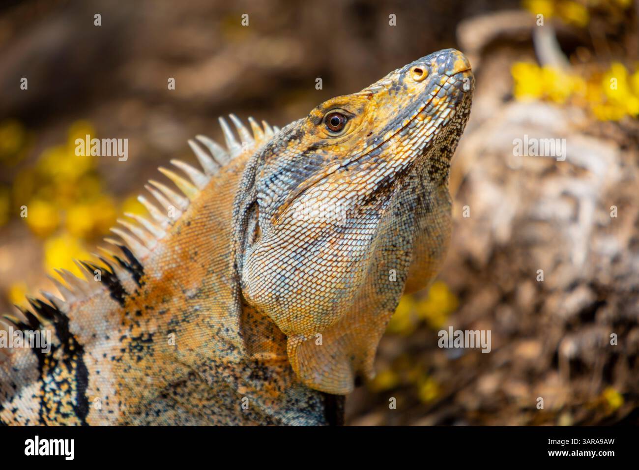 Black Spiny-Tailed Iguana, Black Iguana, Black Ctenosaur, Ctenosaura ...