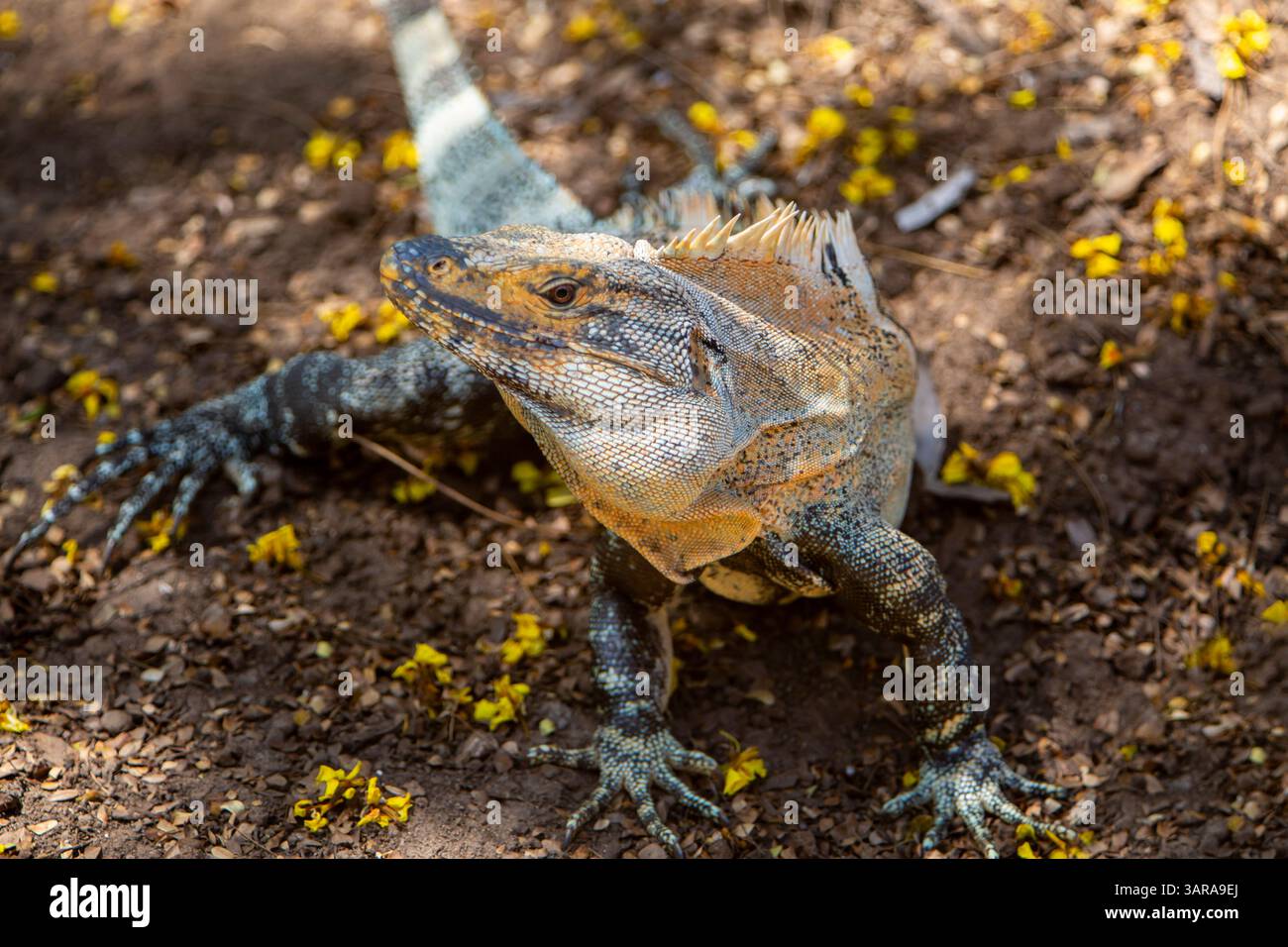 Black Spiny-Tailed Iguana, Black Iguana, Black Ctenosaur, Ctenosaura ...