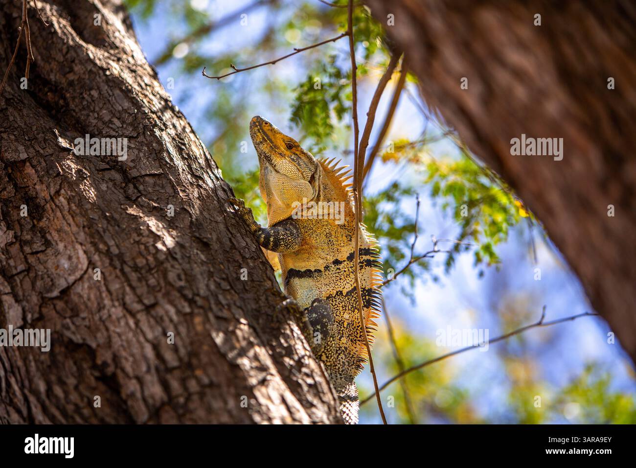 Black Spiny-Tailed Iguana, Black Iguana, Black Ctenosaur, Ctenosaura ...