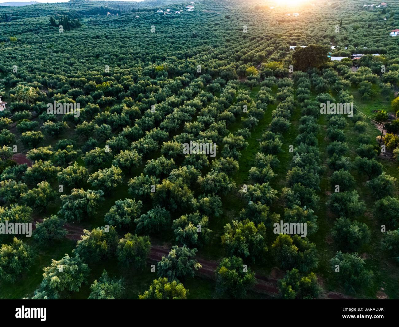 Olives plantation at the village of Acroyali near Kalamaki in southern ...