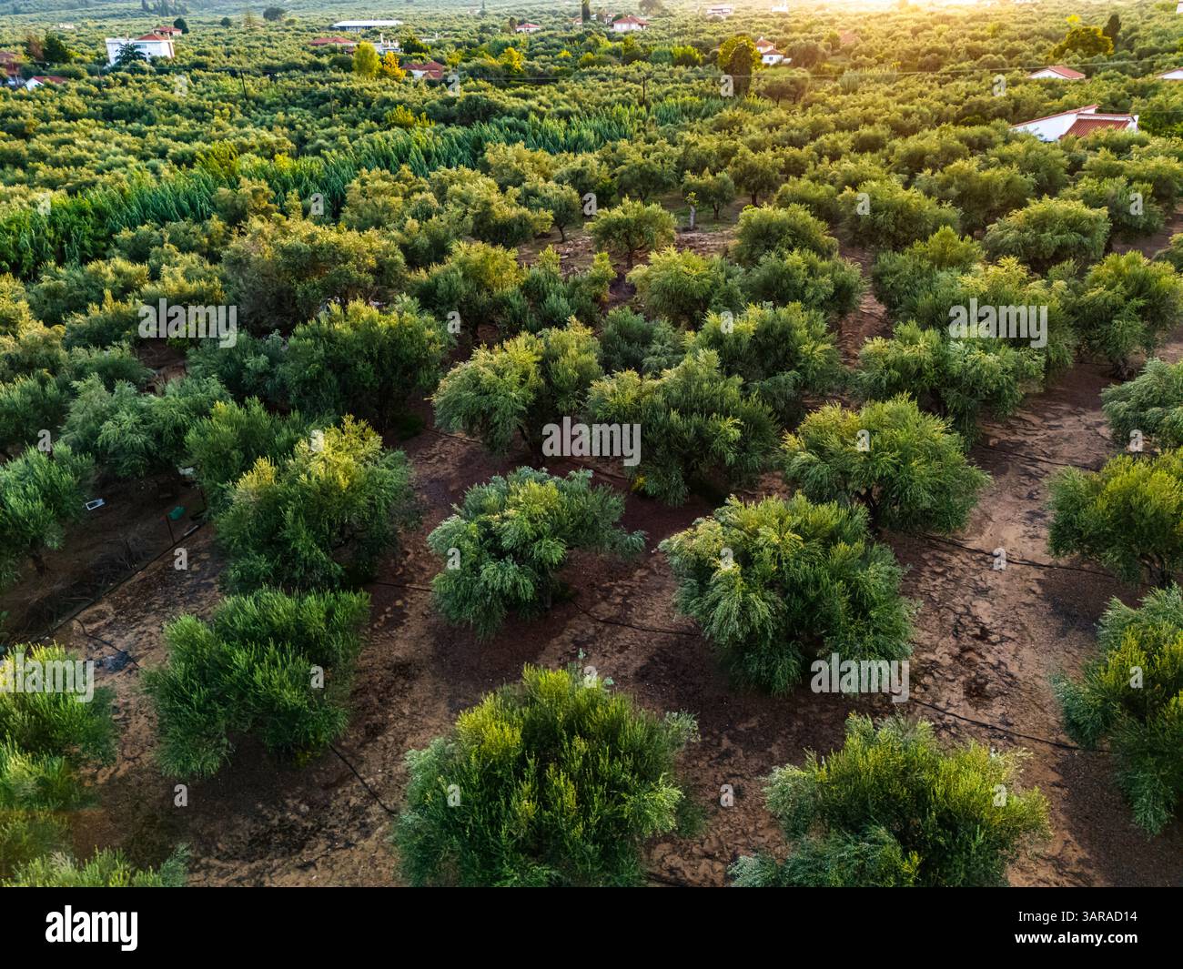 Olives plantation at the village of Acroyali near Kalamaki in southern ...