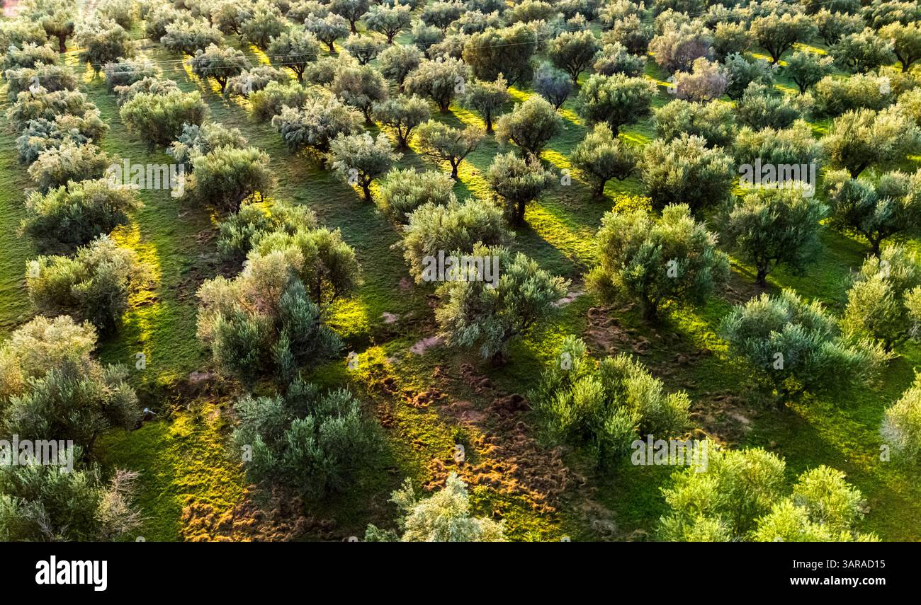 Olives plantation at the village of Acroyali near Kalamaki in southern ...