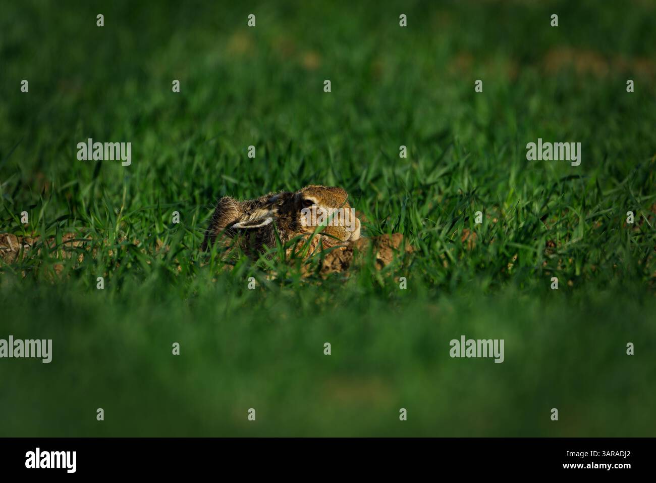Grass keeping hi-res stock photography and images - Alamy