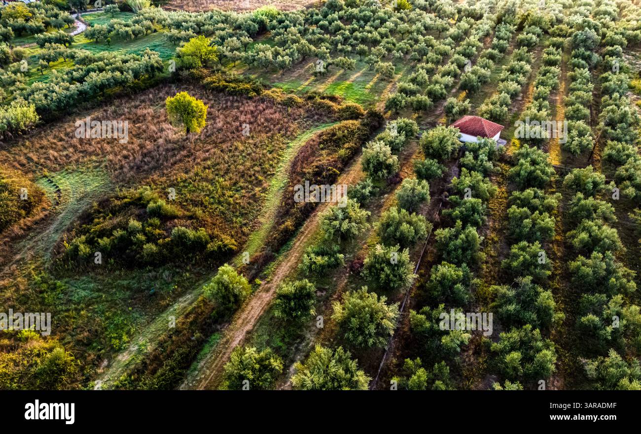 Olives plantation at the village of Acroyali near Kalamaki in southern ...