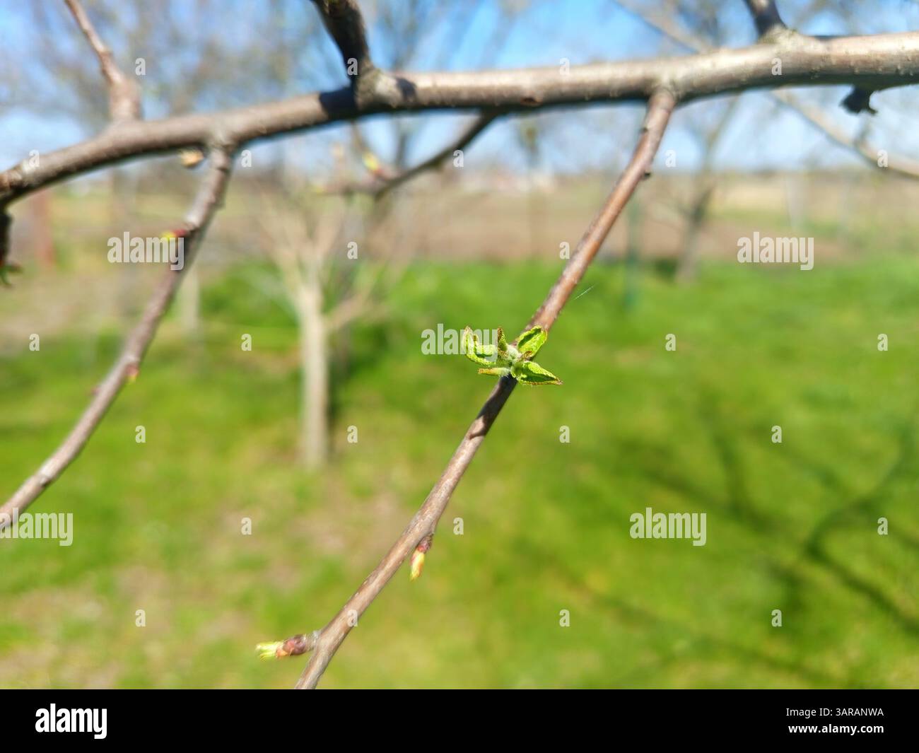 Apple tree branch with young leaves and buds growing against a bright ...