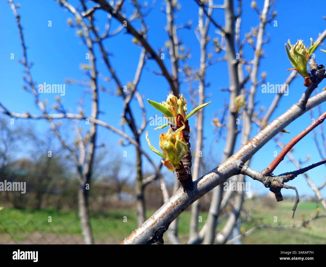 Pear tree waking up in the spring and growing leaves and buds on sky ...
