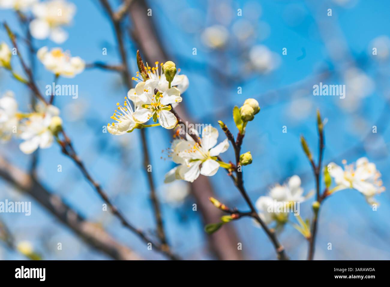 Branches of flowering plum tree hi-res stock photography and images - Alamy