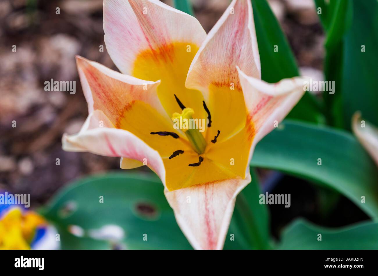 Pink and yellow tulip with stamens and pistil visible with depth of field Stock Photo - Alamy