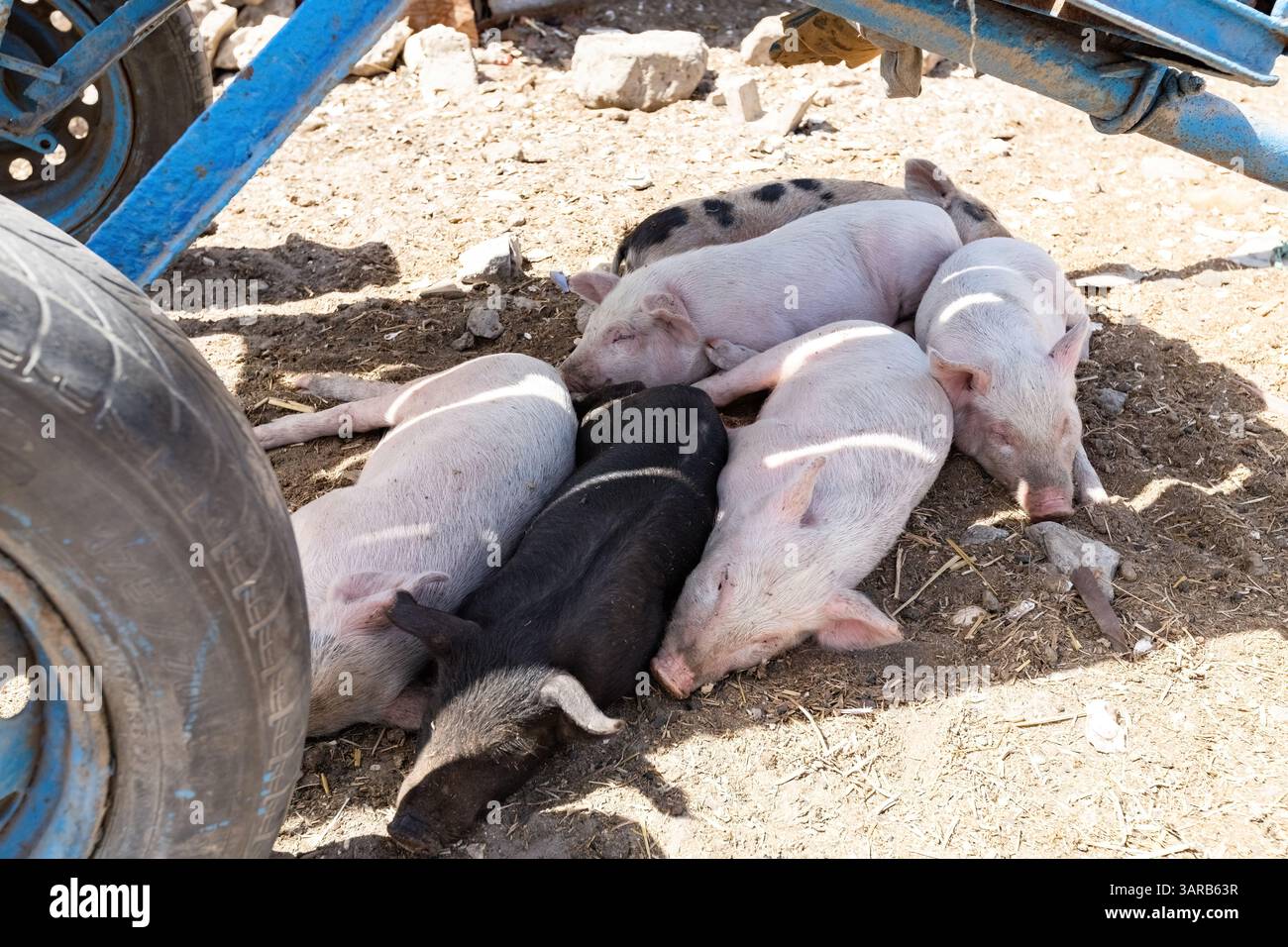 Pig with piglets on the farm in the countryside of Senegal Stock Photo ...