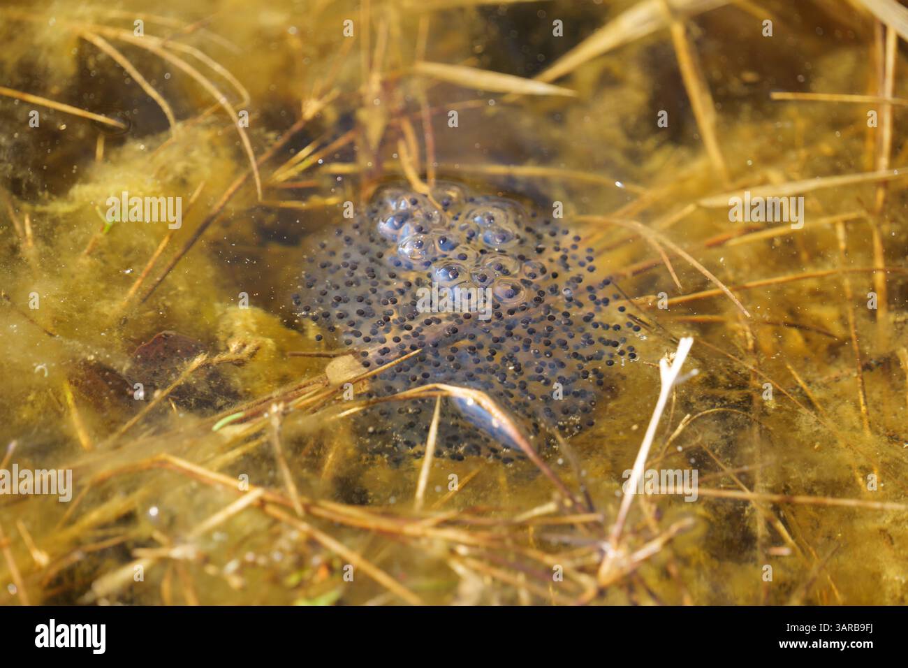 Macro photo of Frogs' eggs frogspawn in a pool. High quality photo Stock Photo - Alamy
