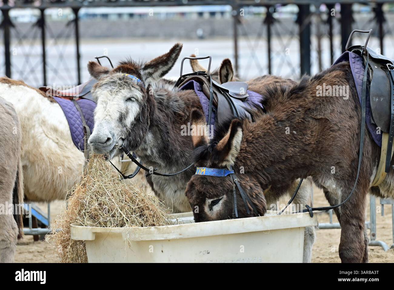 Healthy donkeys feeding from hay boxes hi-res stock photography and ...