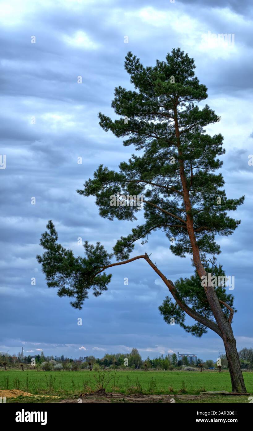 wind-swept crooked pine tree Stock Photo - Alamy
