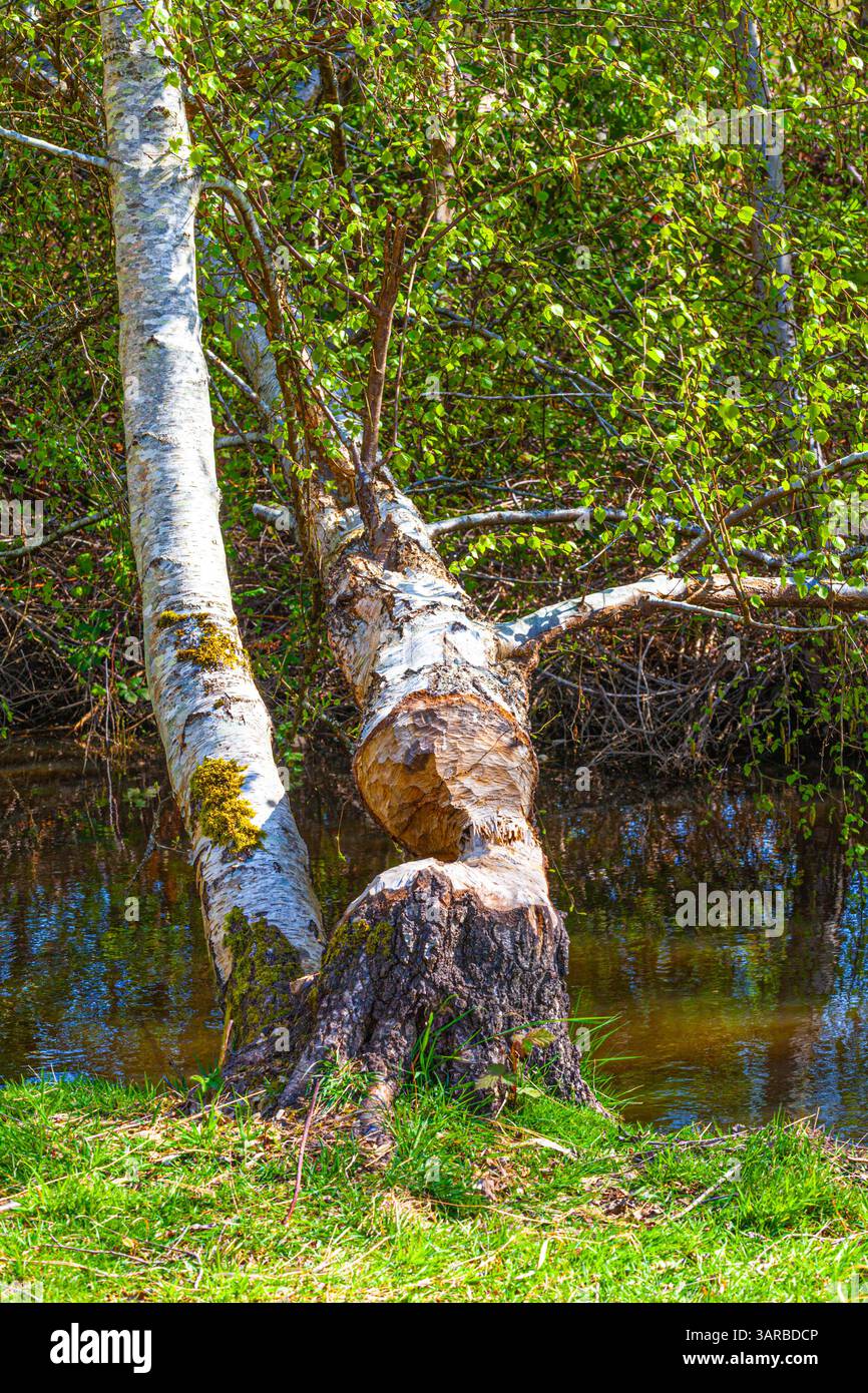 Large tree felled by a Beaver in Terra Nova Park in Richmond BC Canada ...