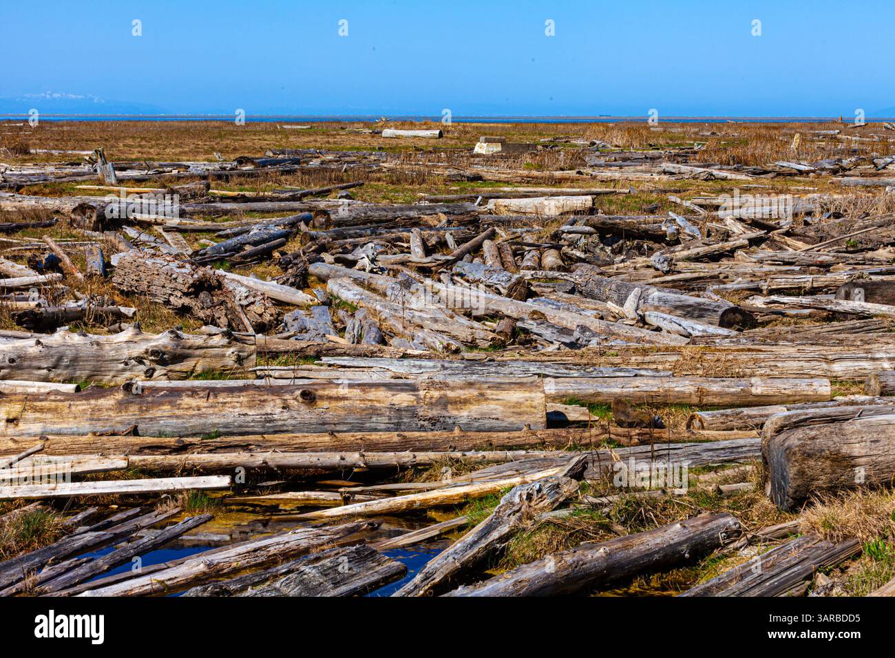 Coastal tidal marsh strewn with weathered driftwood in Richmond BC ...