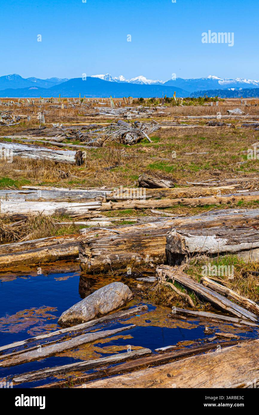 Coastal tidal marsh strewn with weathered driftwood in Richmond BC ...