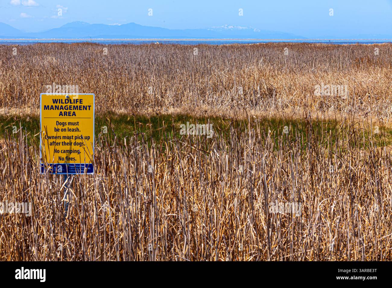 Coastal marshland seen from the West Dyke Trail in Richmond BC Canada ...