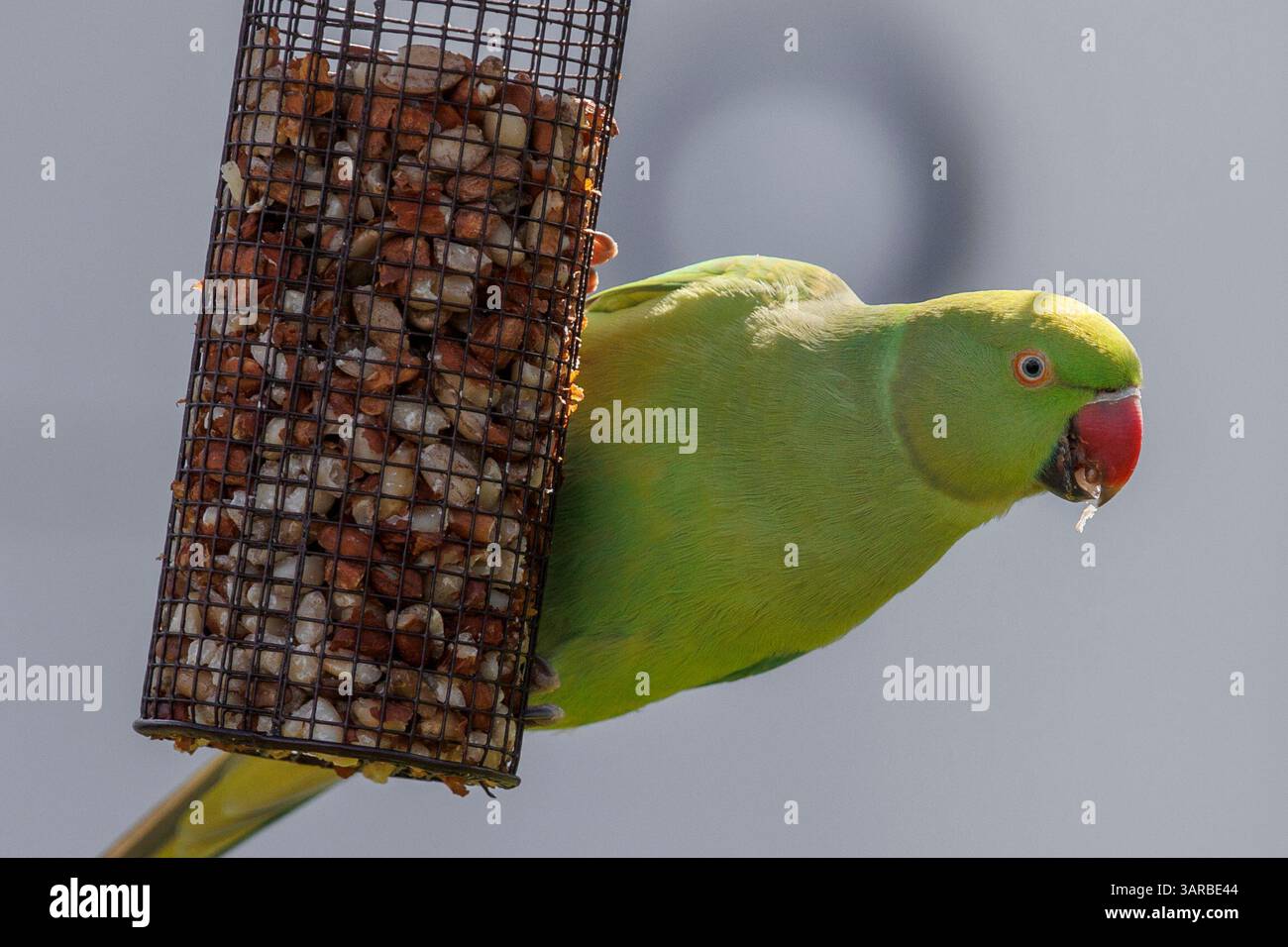 A tropical parakeet at the Waterworks Park in north Belfast. Advice is ...