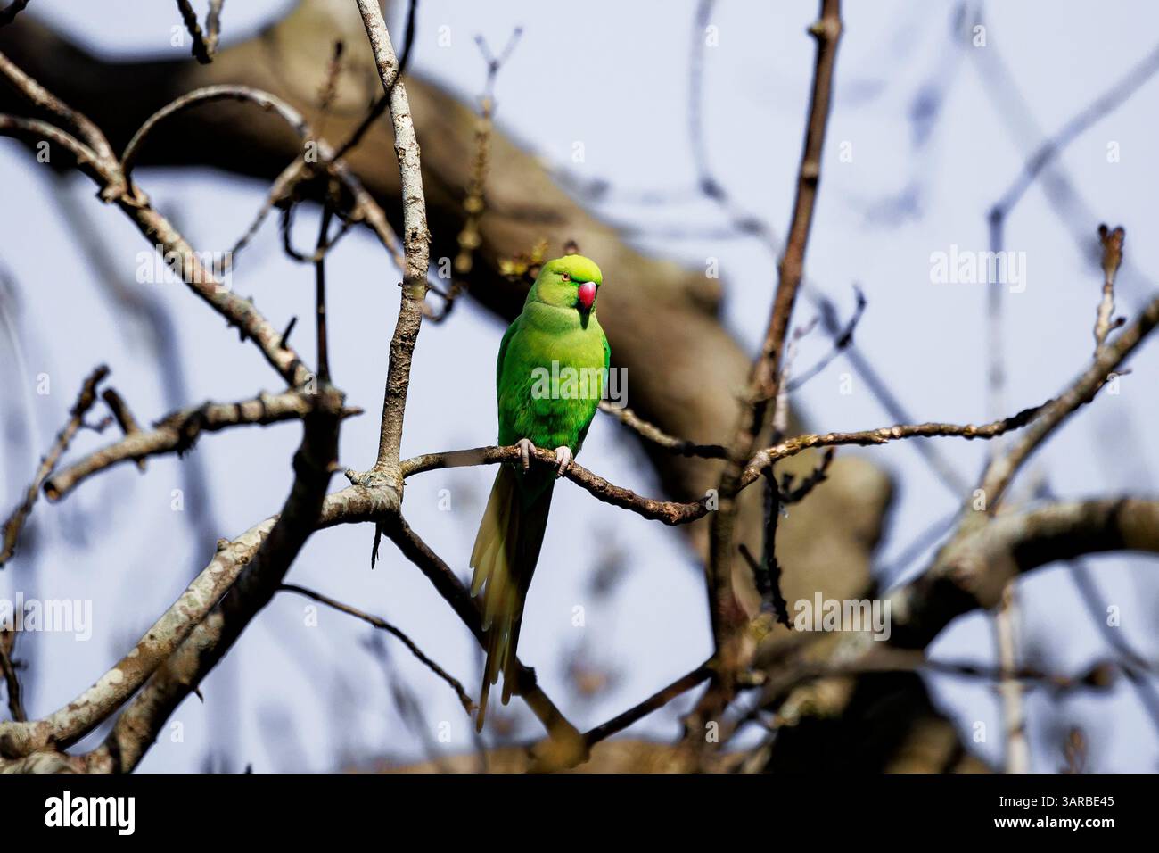 A tropical parakeet at the Waterworks Park in north Belfast. Advice is ...