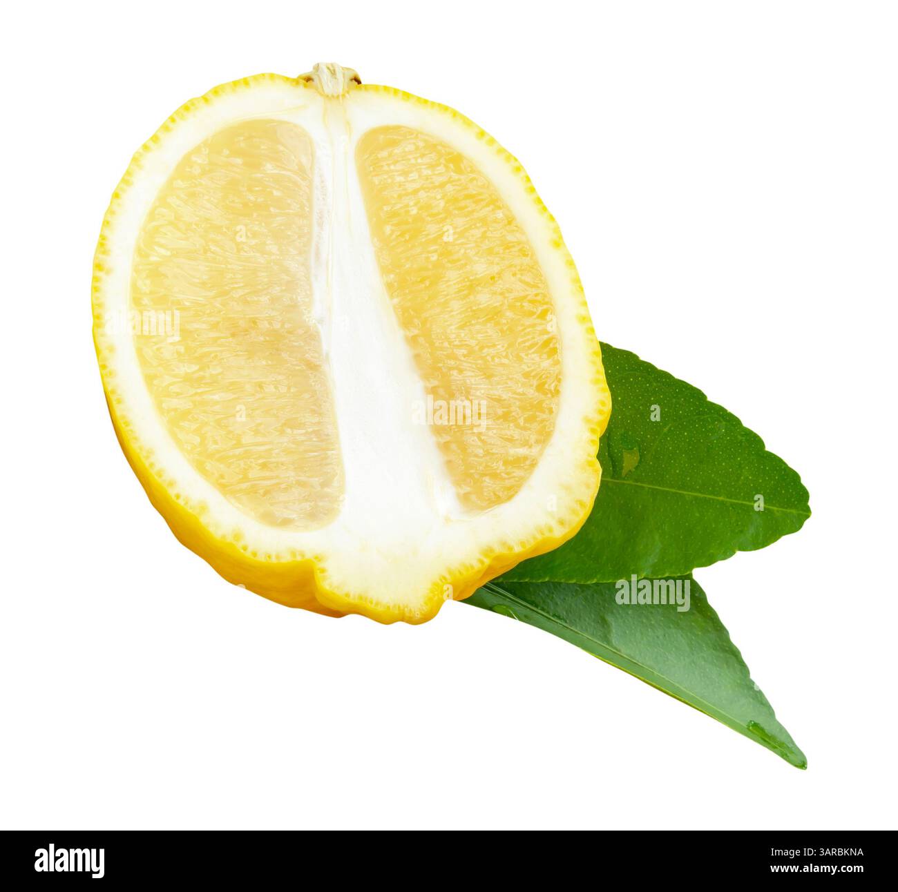 Front view of ripe yellow lemon fruit in slice and ellipse or oval half ...