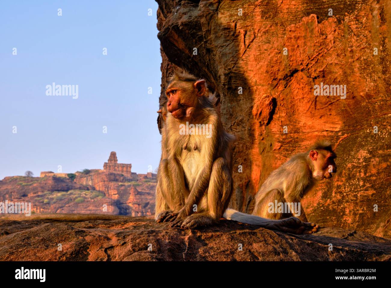 India, Karnataka state, Badami, macaque monkey in the archaeological ...