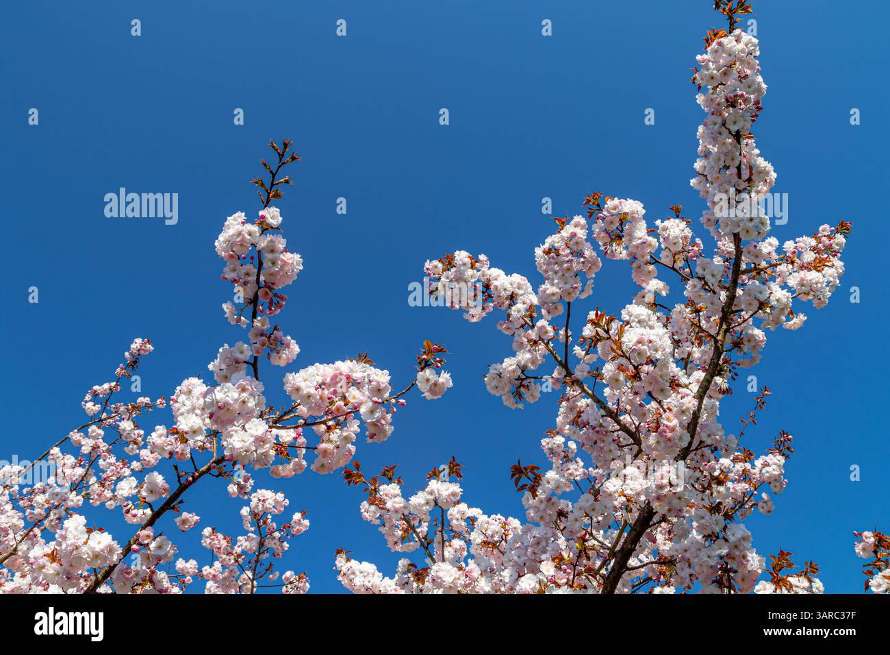 Cherry blossom flowering on a Cherry tree,Prunus Asano ,against a blue ...