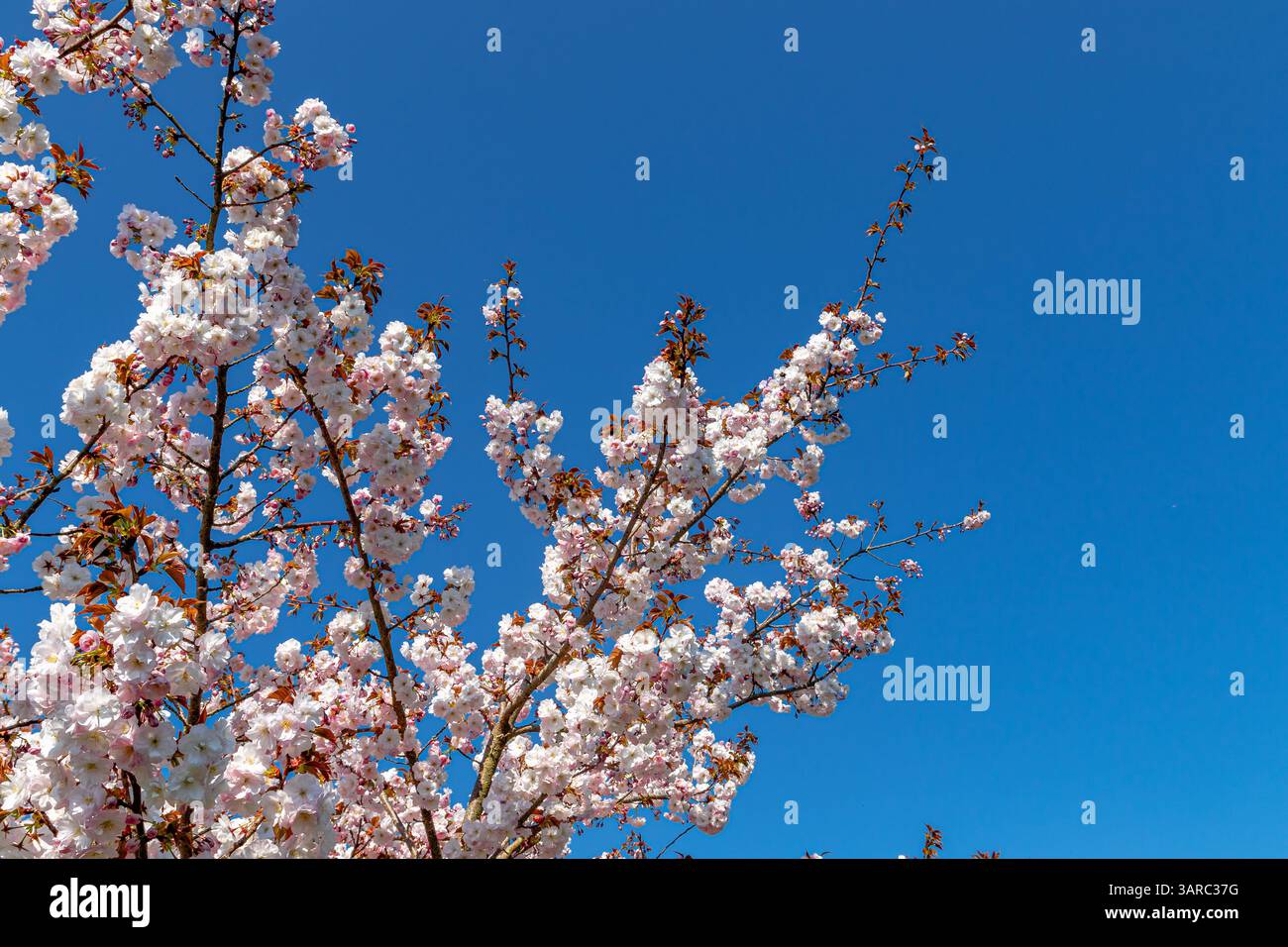 Cherry blossom flowering on a Cherry tree,Prunus Asano ,against a blue ...