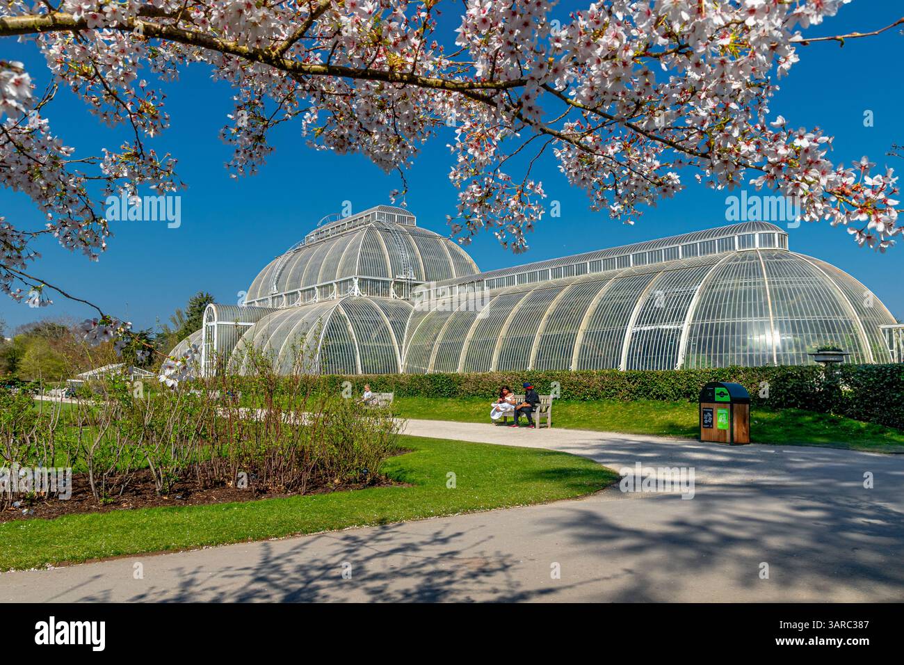 Cherry blossom on a weeping Yoshino Cherry tree with a couple sitting ...