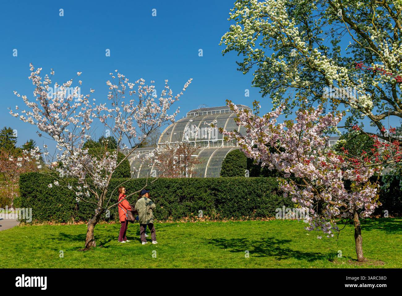 Cherry blossom on cherry trees near the Palm House at Kew Gardens ,Kew ...