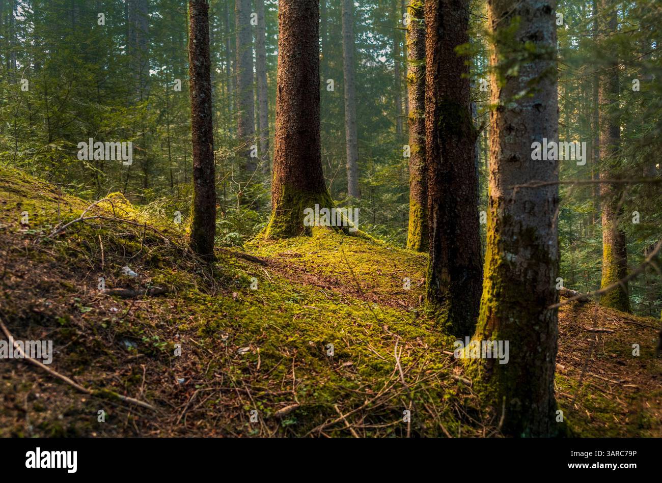 Trees illuminated by the sun in the woods on the Austrian Alps near ...