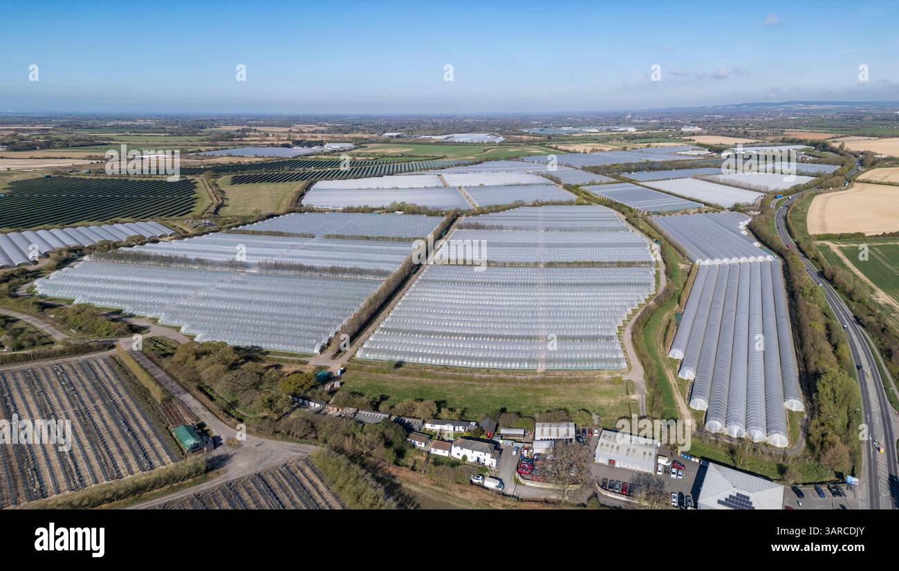 Aerial view of lines of greenhouse polytunnels, Grove Farm, Bognor ...
