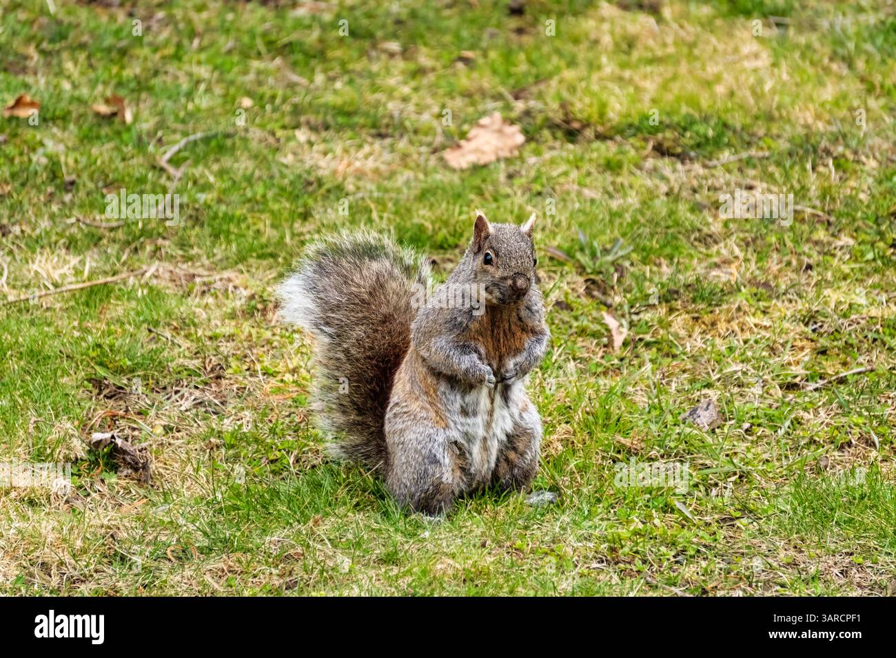 This Eastern Grey Squirrel (Sciurus carolinensis) sports a striking and ...