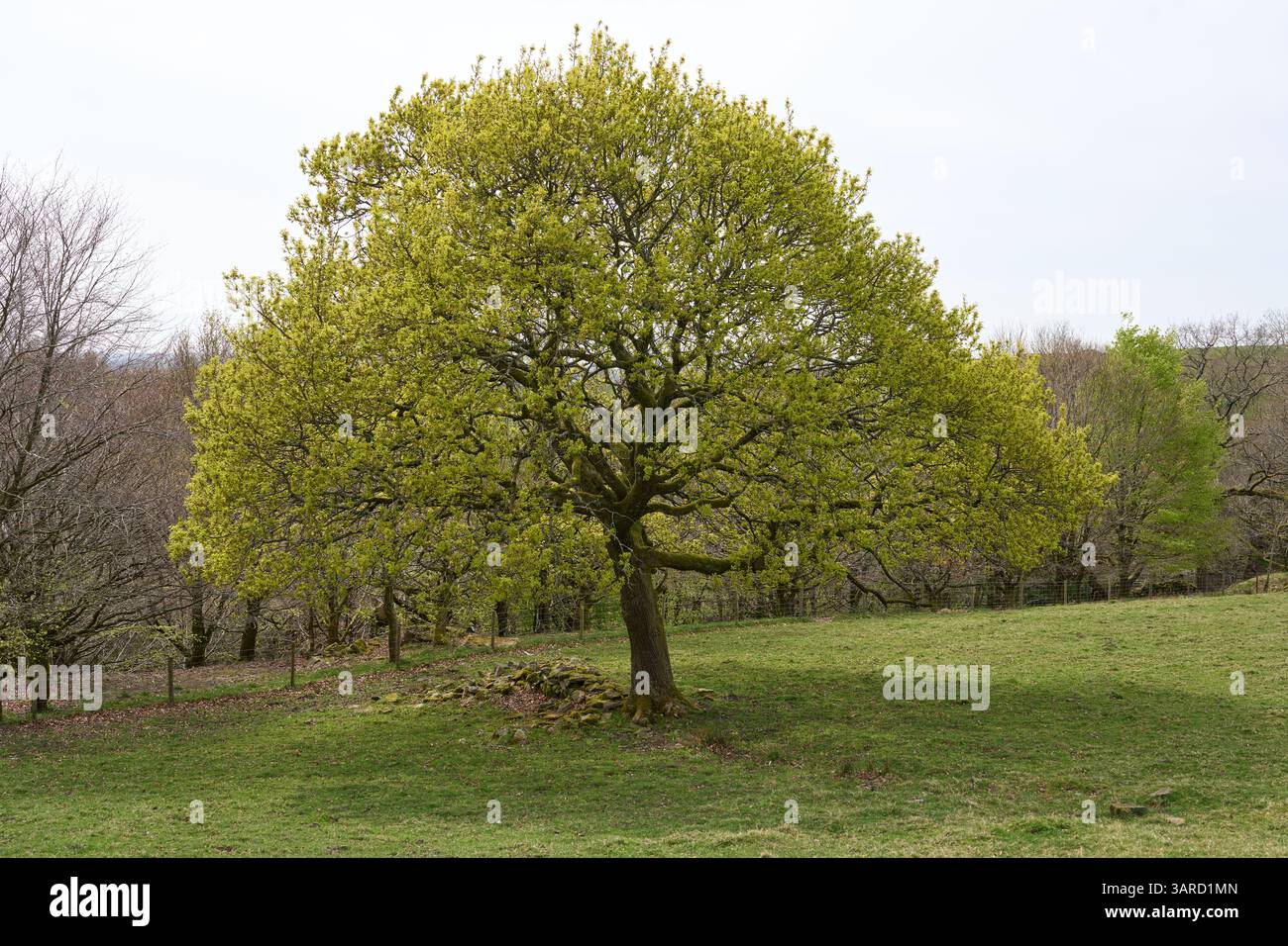 Lush green English Oak tree standing alone in a sprawling green field ...