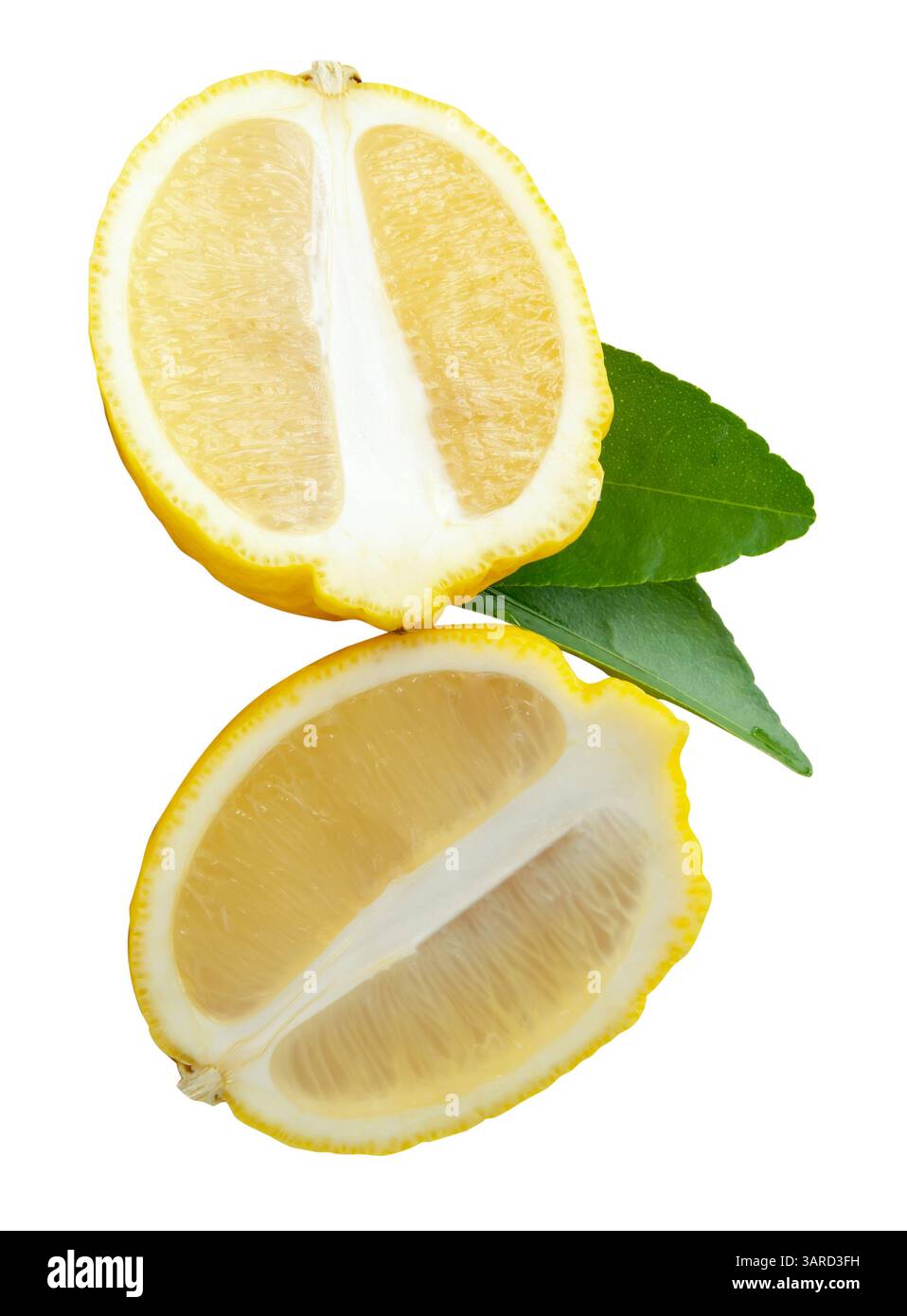 Front view of ripe yellow lemon fruit in two halves in oval or ellipses ...