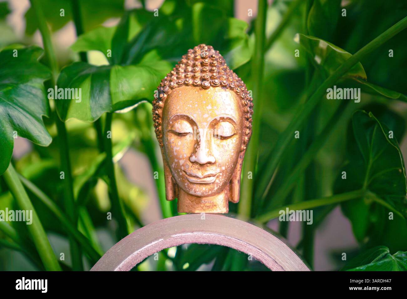Head Statue of Lord siddhartha Gautama with reflection and lights for ...